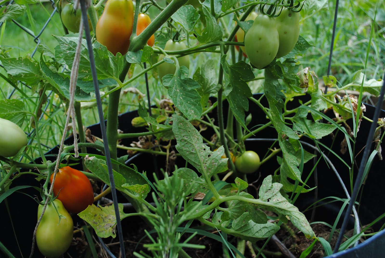 Serenity Now: Case of the Purloined Veggies (Before & After Garden)