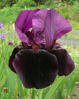 World of Irises: The Dark Delights of Black Irises