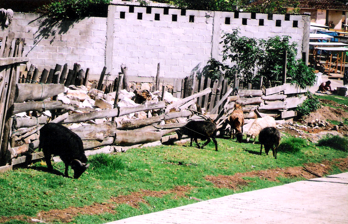 BABSBLOG: Chiapas - The Tzotzil Village of Chamula