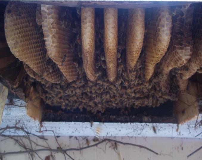 Deformutilation: Honeybee Home Invasions