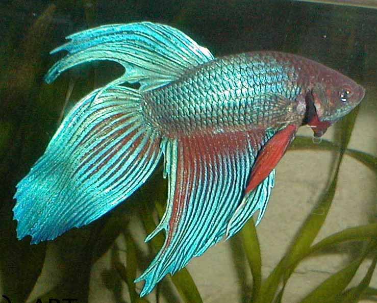 Oasis Aquarium: Betta splendens combattant