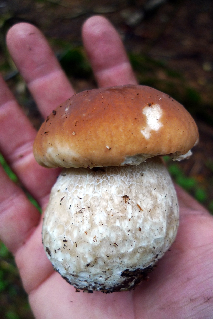 Oldest Trees Najstarsze Drzewa: Trees Are the Longest-Living Organisms ...