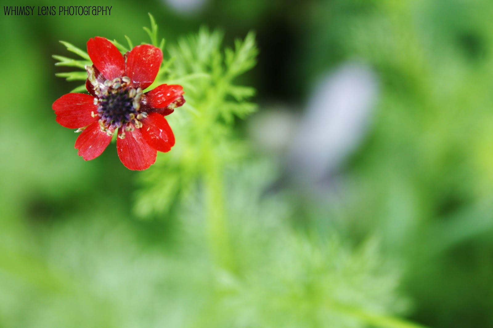 Whimsy Lens Photography: Little Red Flower