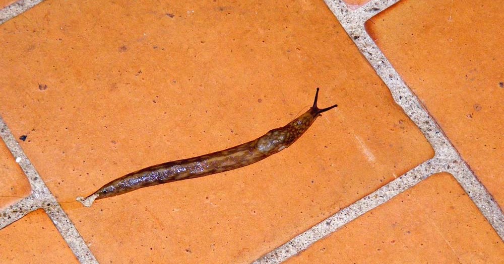Days on the Claise: Leopard Slugs
