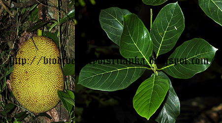 Biodiversity of Sri Lanka: කොස්[Kos]/Jak(Artocarpus heterophyllus)