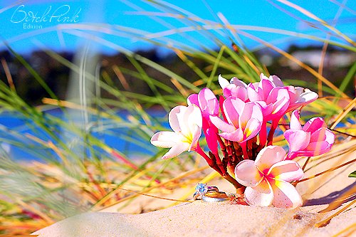 Flower Homes: Beach Flowers