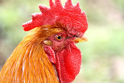 moments de partage: Basse -cour (suite et fin)