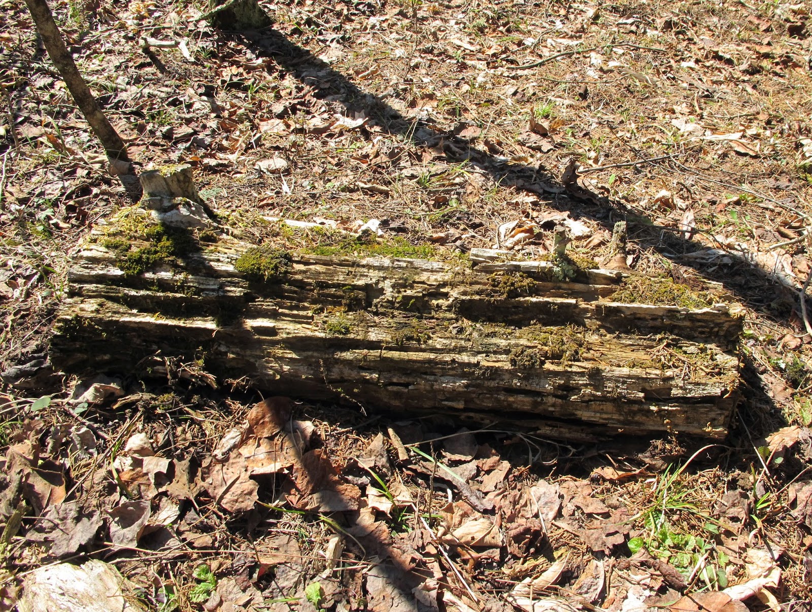 Blue Jay Barrens: Rodent Cache