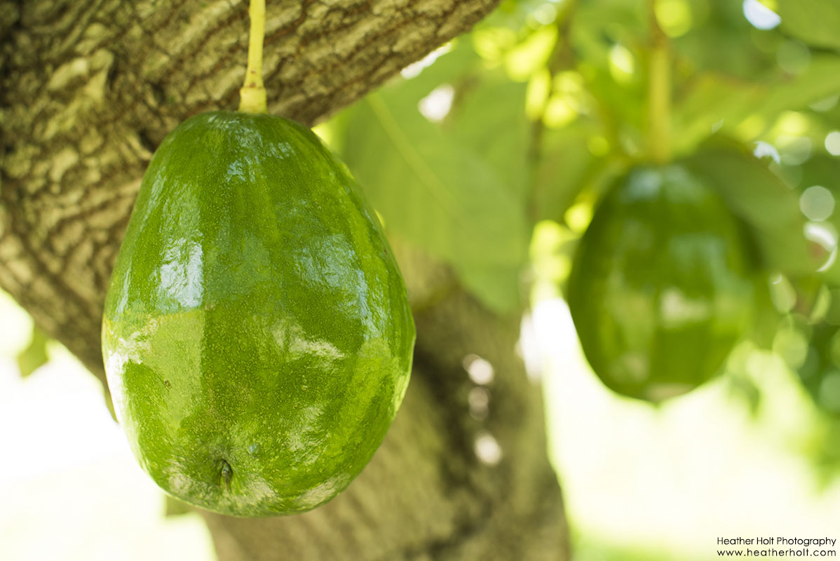 SILVER SANDS: Plant of the Month: Delicious Local Avocados