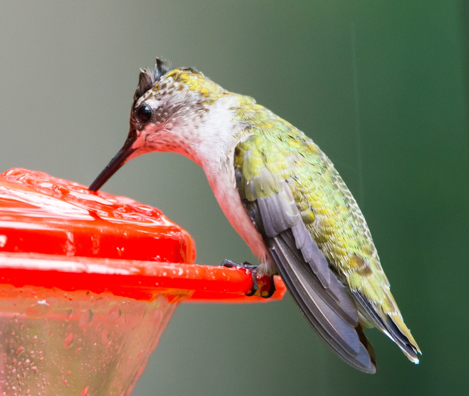 Birds of Raymondale, Falls Church, VA: Ruby-throated Hummingbird: Fall ...