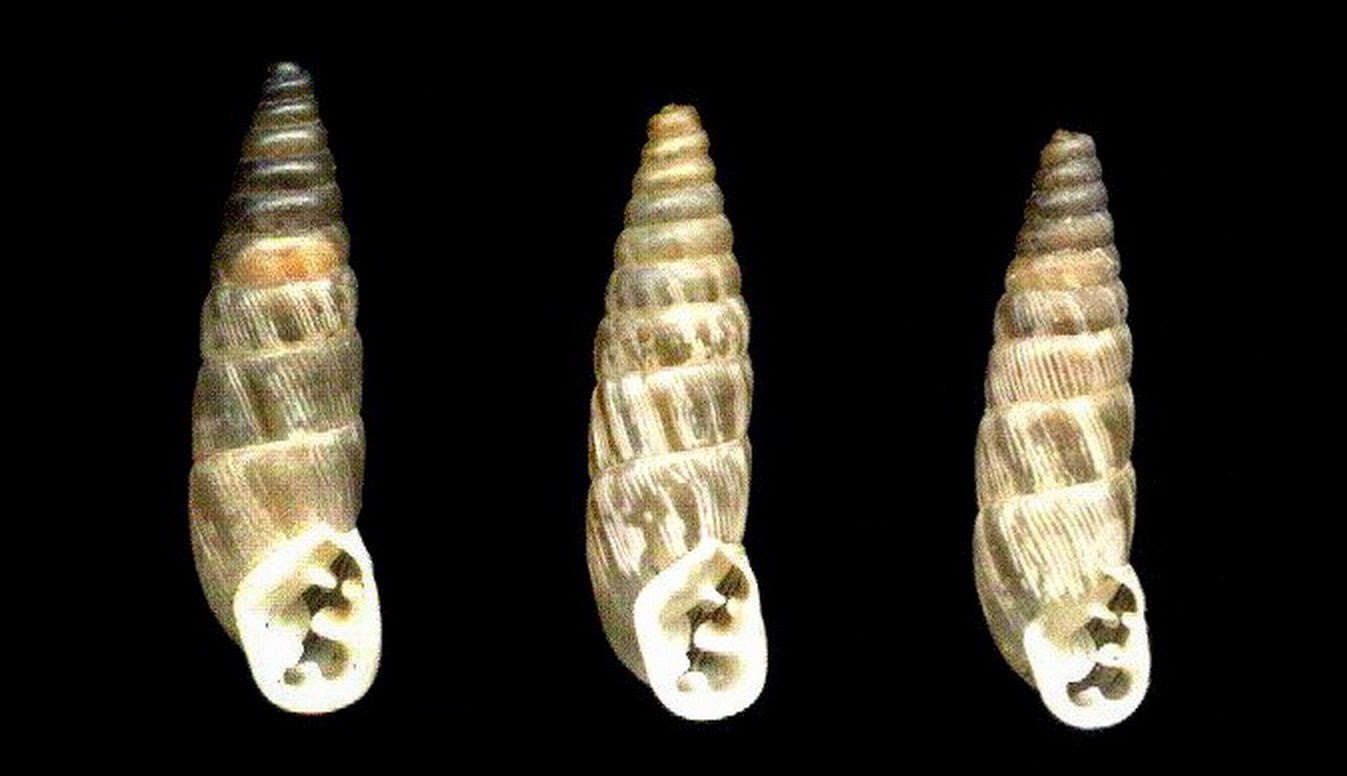 Moluscos terrestres de Argentina: Spixia holmbergi (Parodiz, 1941)