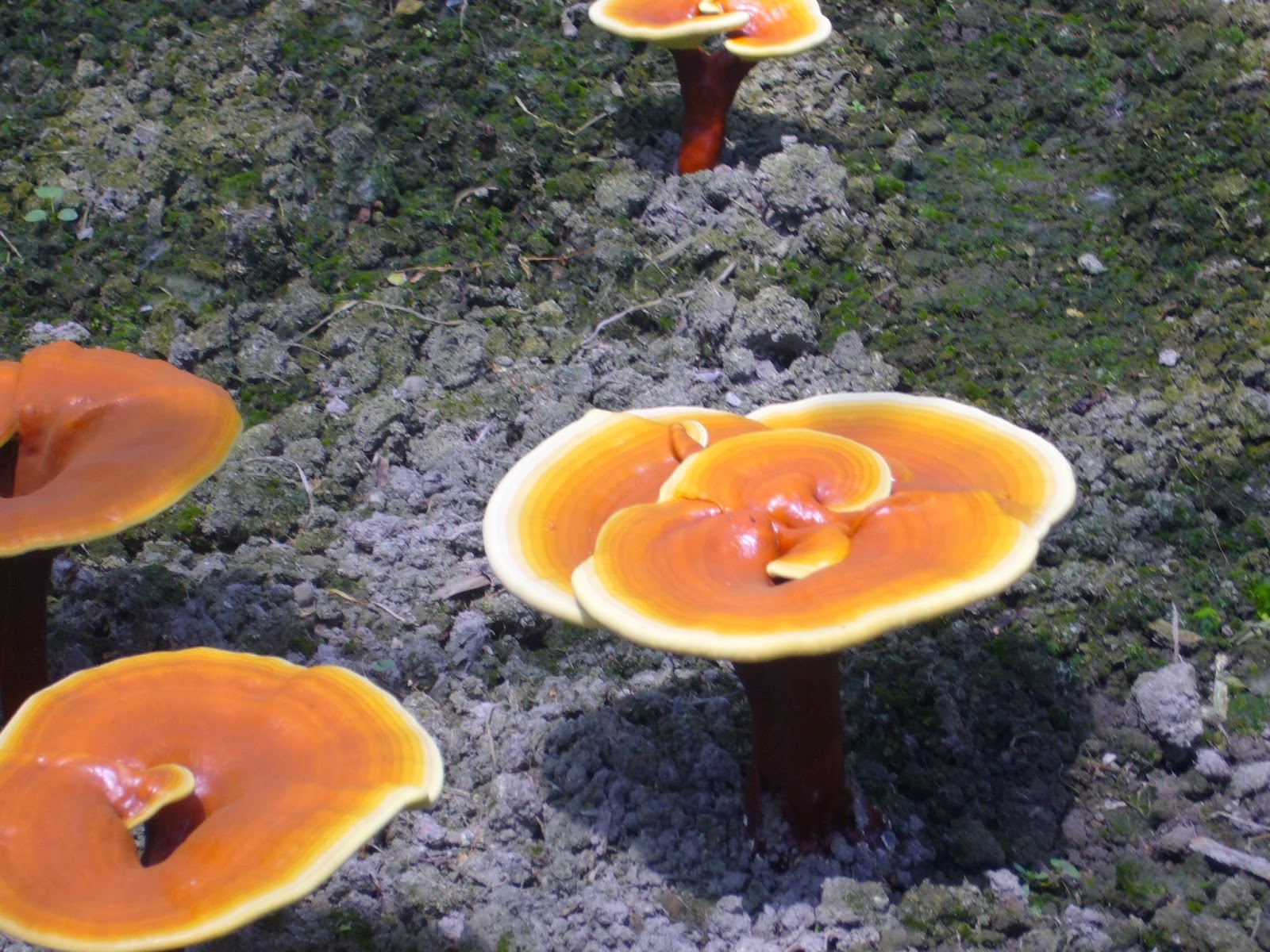 Reishi Esporas: Ganoderma lucidum