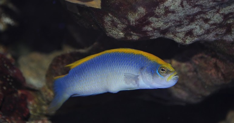 ZOOTOGRAFIANDO (6.100 ANIMALS): PERCA ENANA DE DORSO AMARILLO / SUNRISE ...