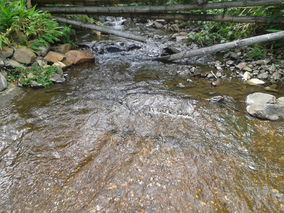 BIODIVERSIDAD CALI742: RIO PANCE BIODIVERSIDAD