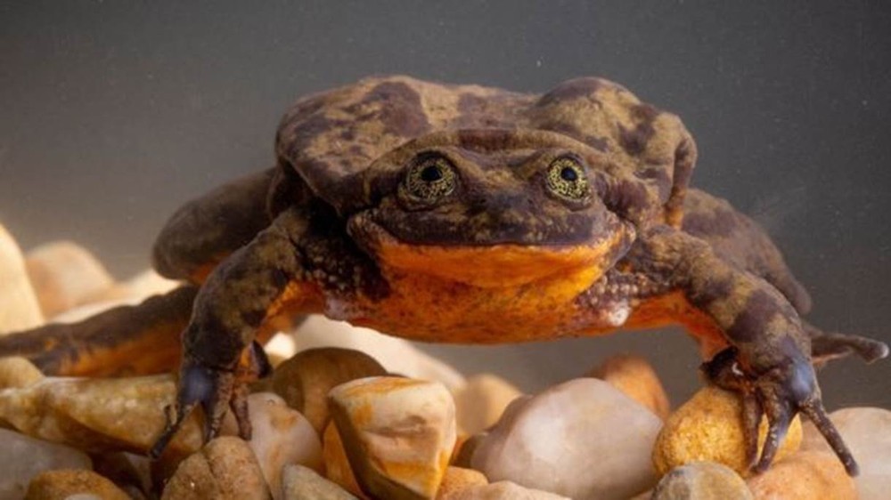 No Mar Profundo: Sapo-aquático-de-sehuencas