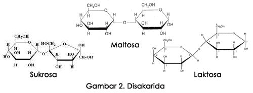 owner's blog: DISAKARIDA DAN POLISAKARIDA