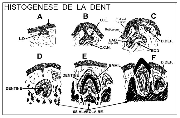 Développement dentaire - dentica club