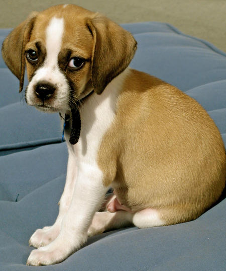 cute puppy pictures | cutest puppy dogs pictures | best dog pictures