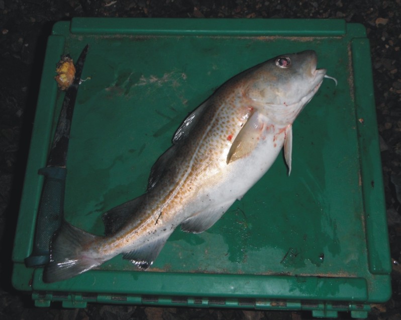 South Coast Bass by RockHunter: More Cod - 15th January 2012