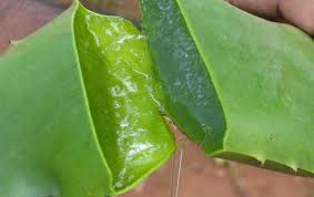 Los beneficios del Crista de Aloe Vera o Penca Sabila en Cicatrices ...