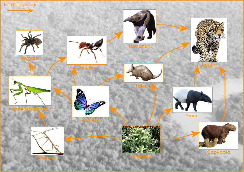 بحث سنة سادسة السلسلة الغذائية