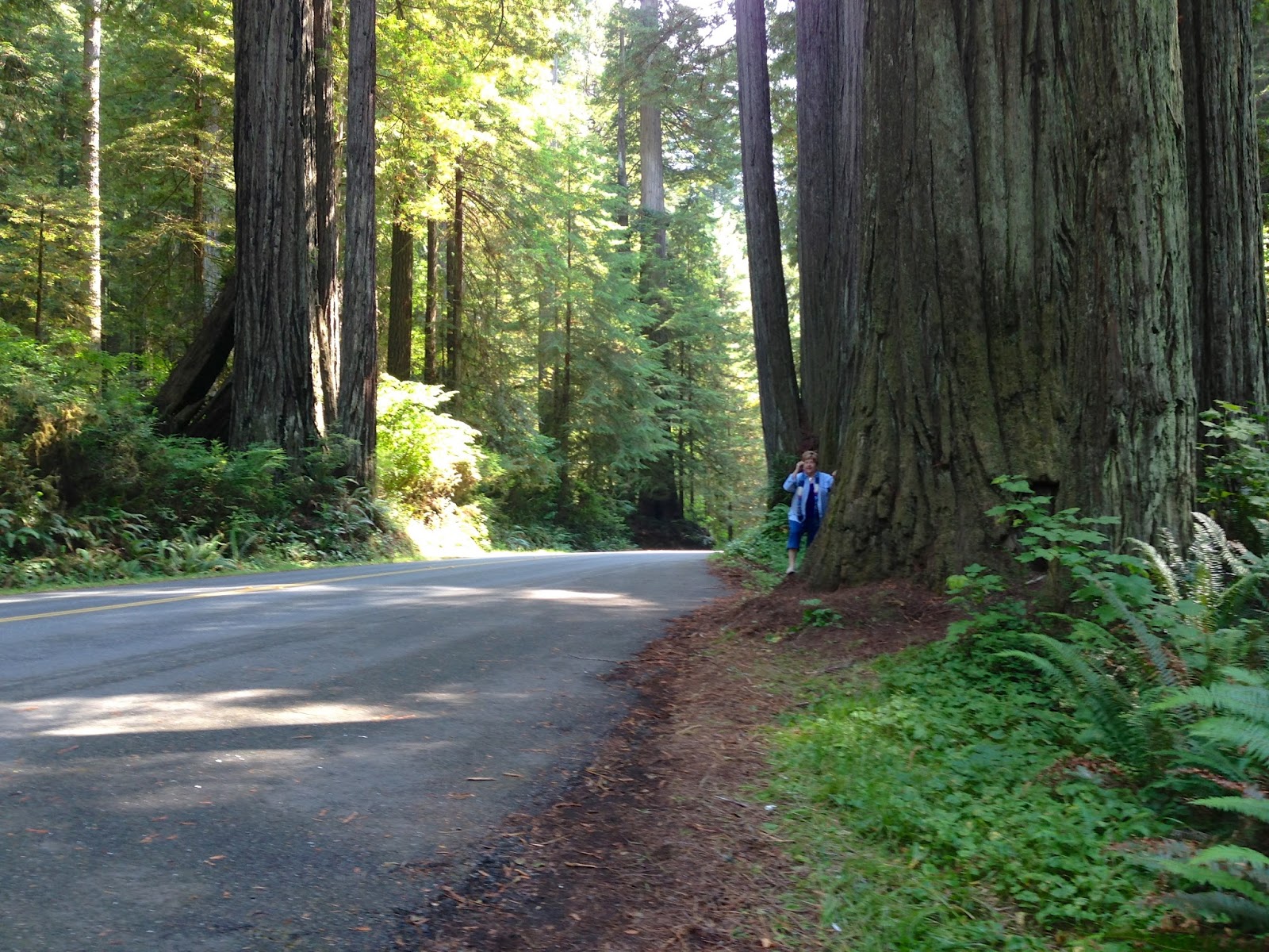 Shellady Adventures in the Northwest-Summer 2013: The Beautiful Redwoods