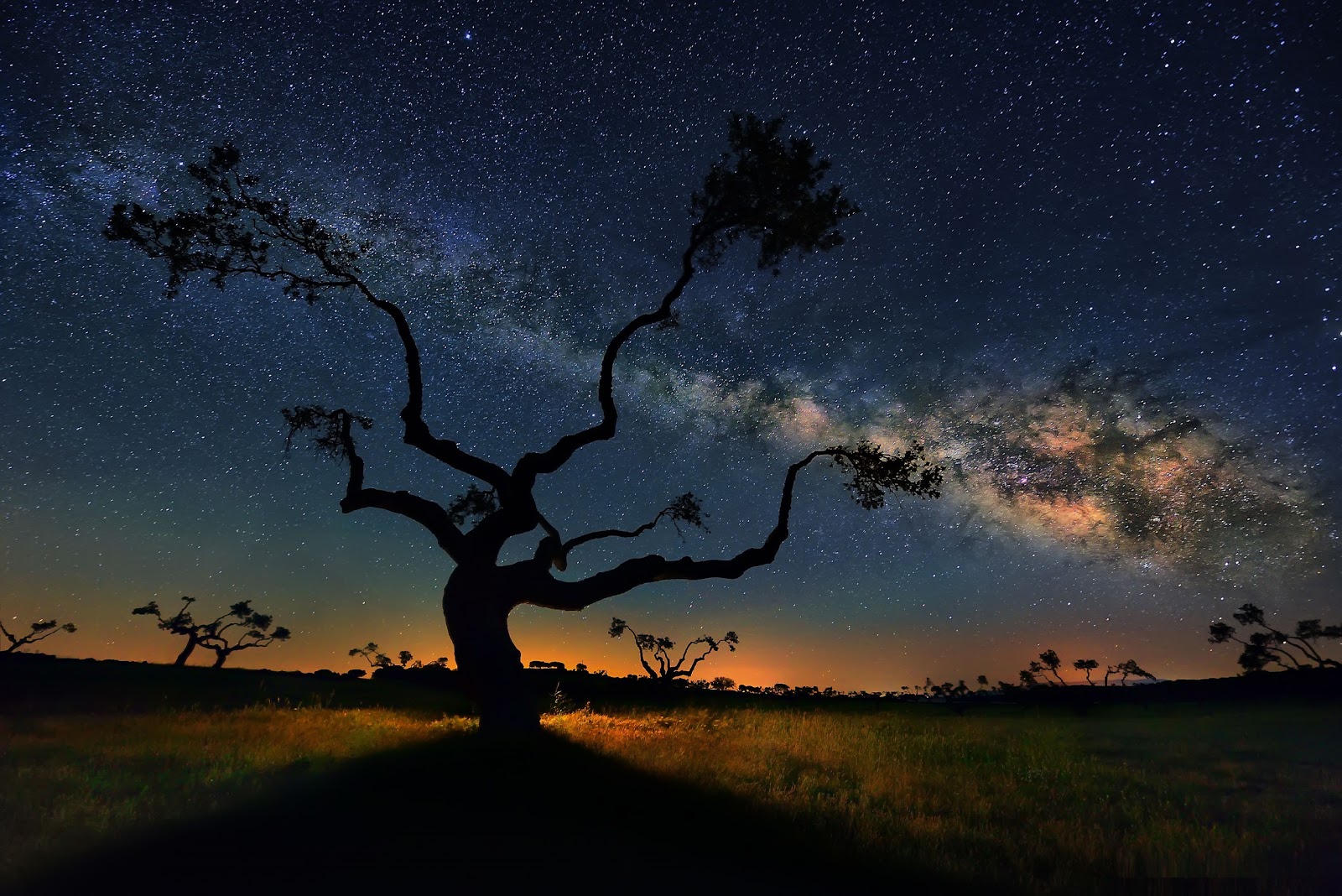 The Milky Way Galaxy above trees in Salamanca | Earth Blog