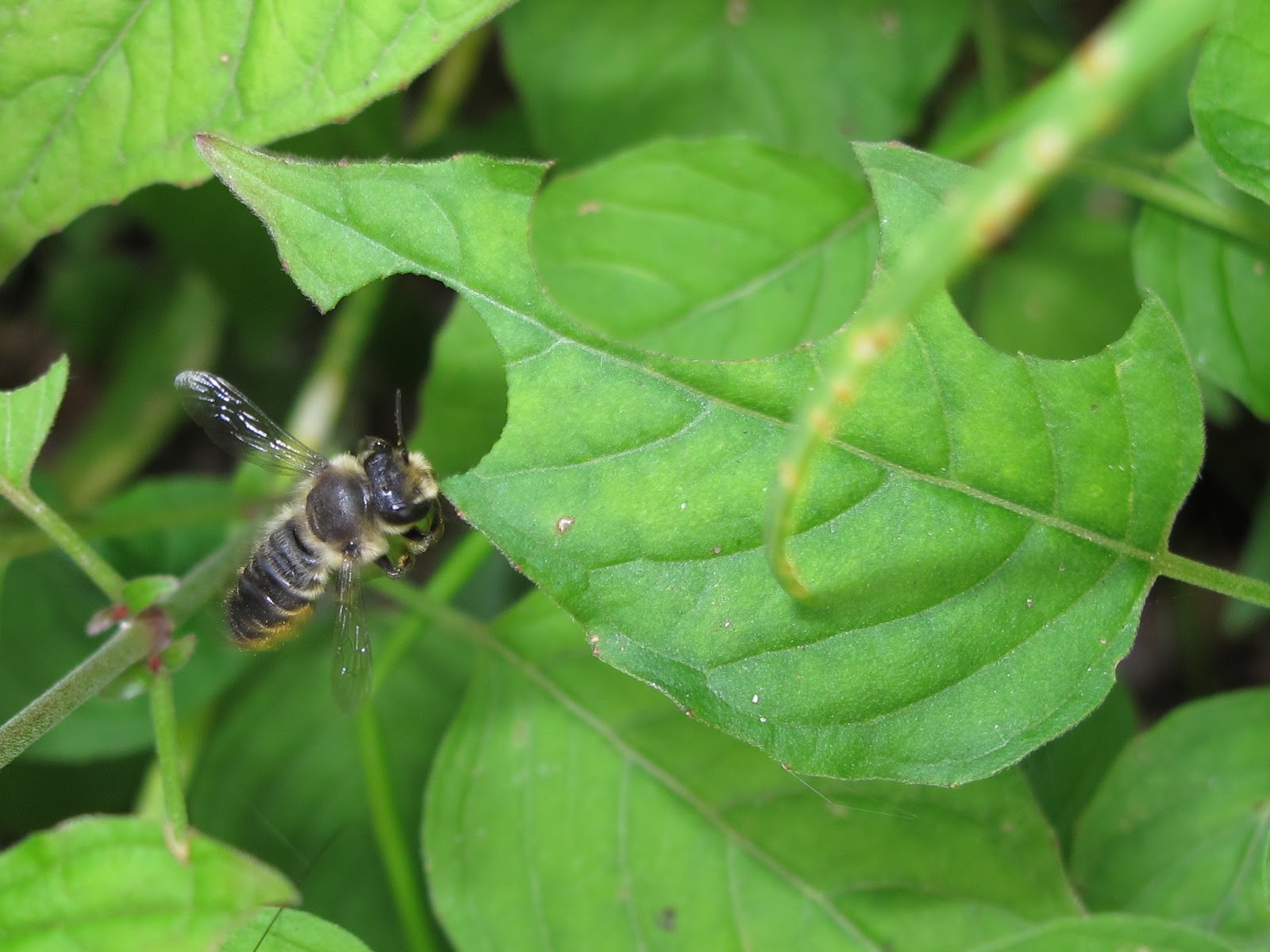 BugBlog: Bees by behaviour