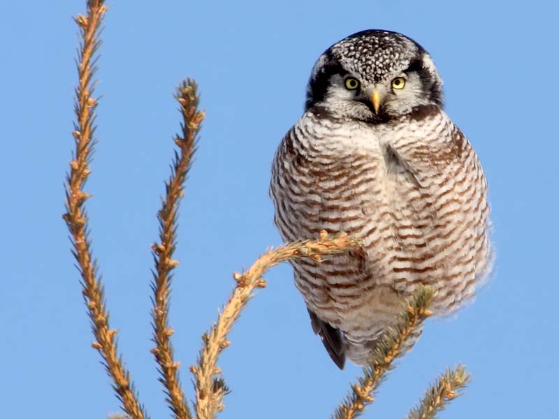 Ecobirder: Northern Hawk Owl