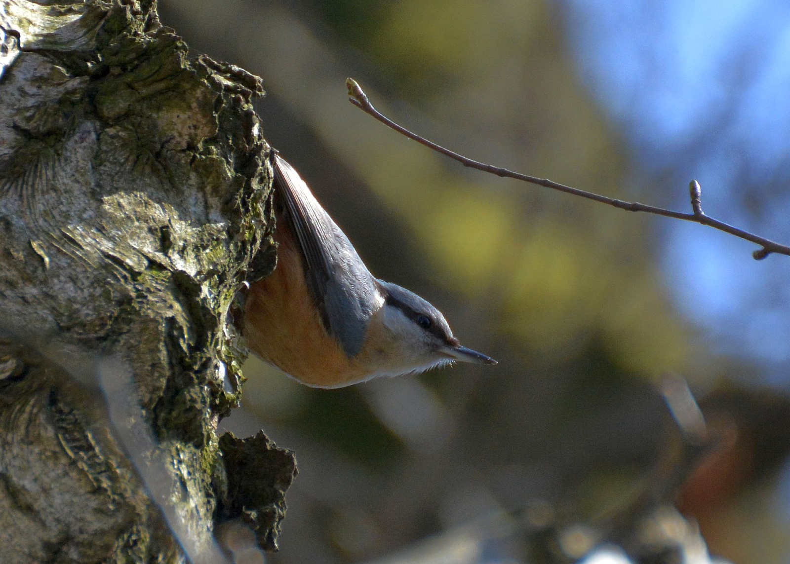 Kowalik, bargiel (Sitta europaea)