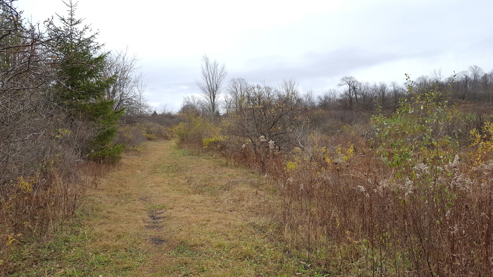 Sara Hikes... But Not Enough : NCT: Nelson Swamp & Roadwalk