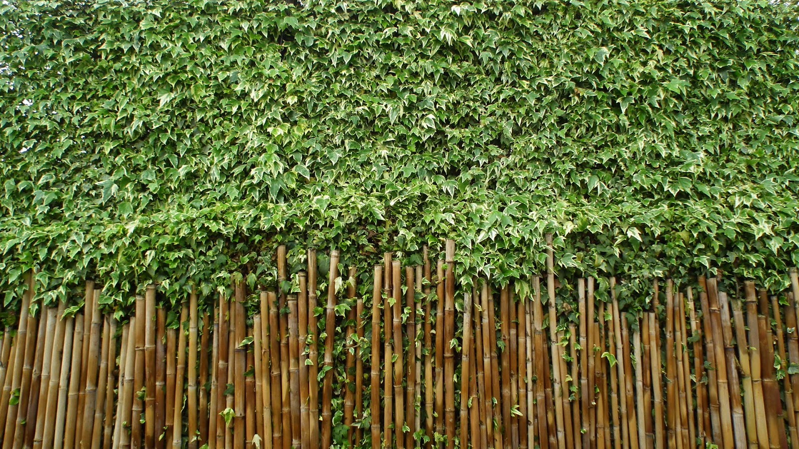 Bucólico Anónimo : Escolher as sebes