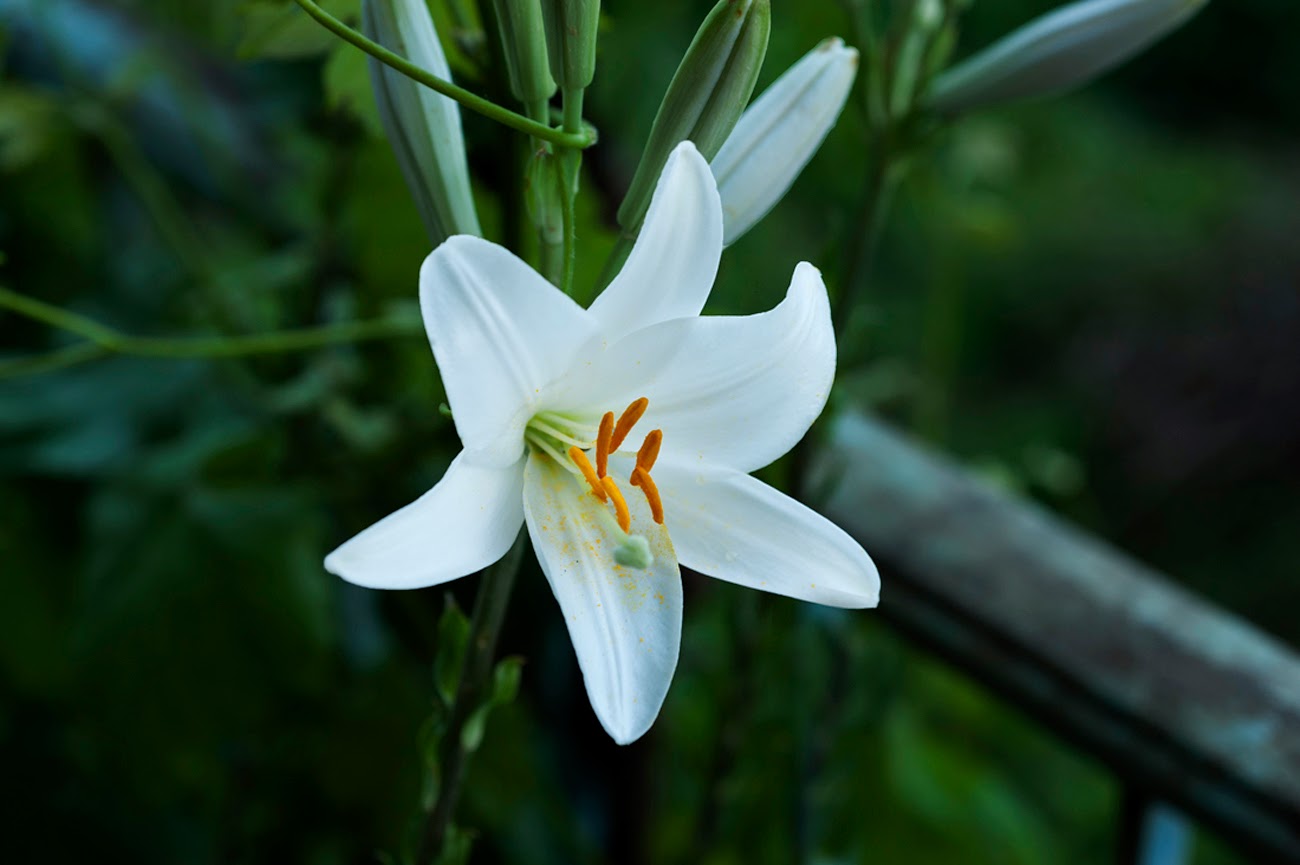 Plantas,flores y vida: Acoro, Aligustre, Alquequenje, Ajenjo marítimo ...
