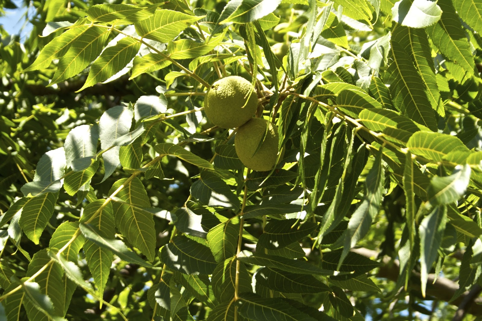 Flora Urbana: Le Noyer noir de Sainte-Philomène