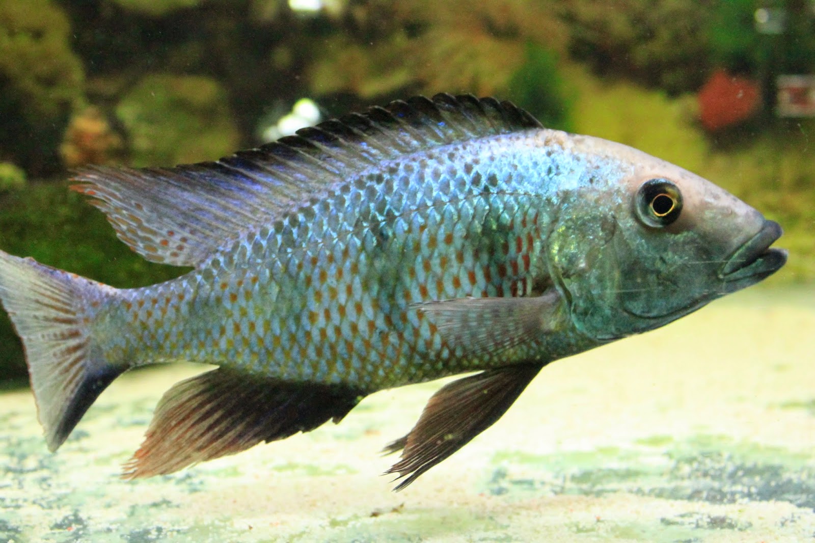 馬拉威湖慈鯛 Lake Malawi Cichlids: 非洲慈鯛 - 馬拉威湖 - 雪花豹 - Fossorochromis rostratus