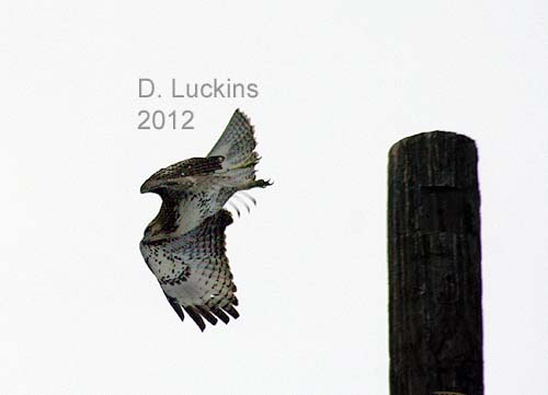 Killdeers, Phoebes and Finches (and Ducks!): Down to 5 ducklings, 1 sick