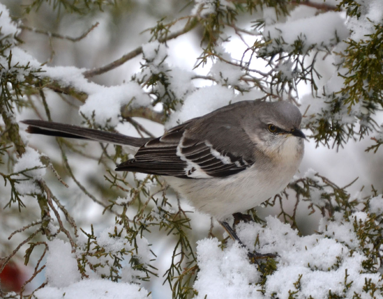 Woods Walks and Wildlife: Surprise Snow, and Birds All Over