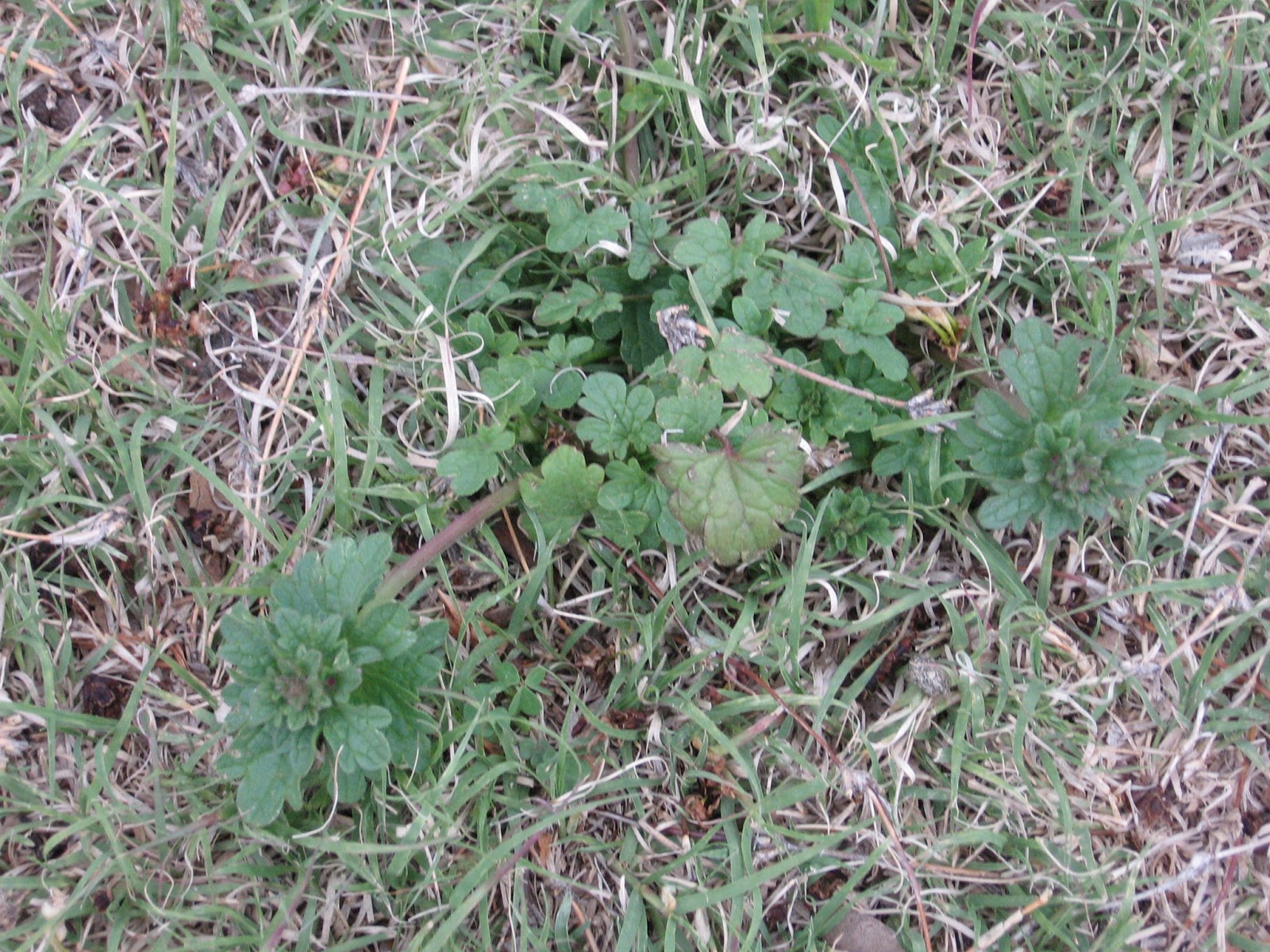 Kansas Gardener: War on Weeds: Henbit