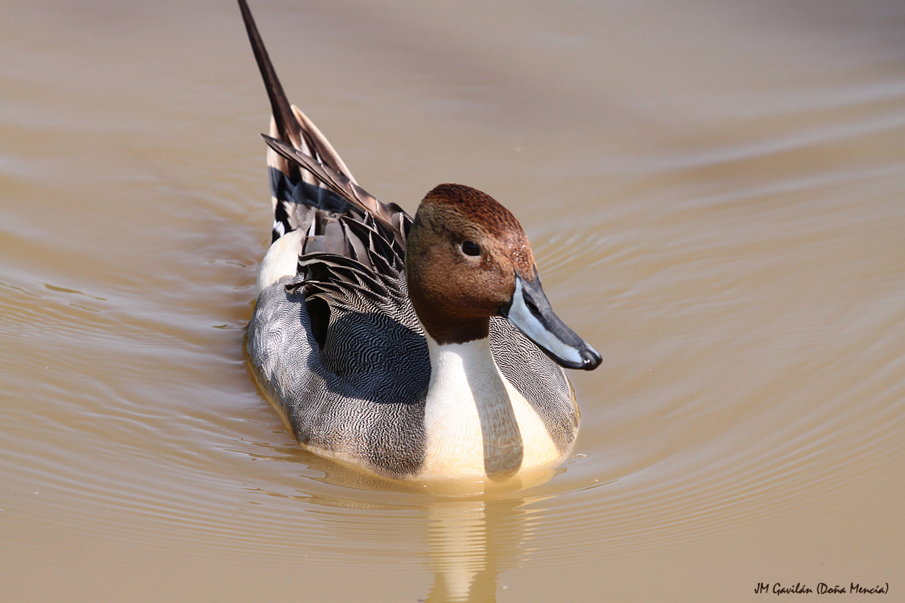 Fotografía de Naturaleza - JM Gavilán: Ánade rabudo (Anas acuta)