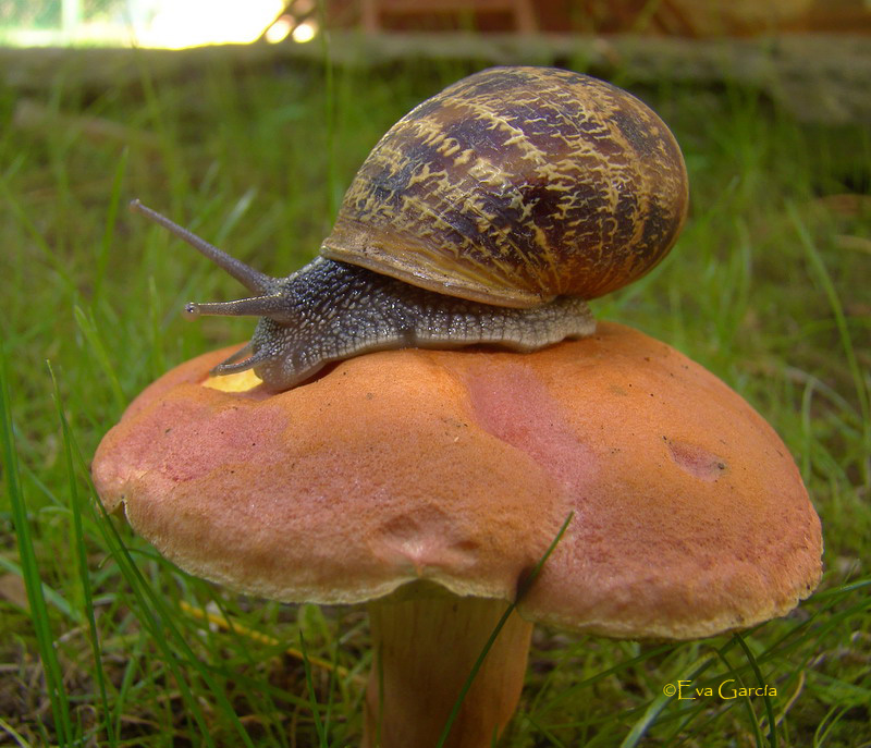 CocinandoSetas: La limpieza de las setas