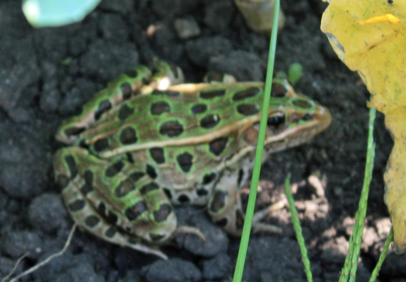 Genuine Faux Farm: Genuine Fun Facts