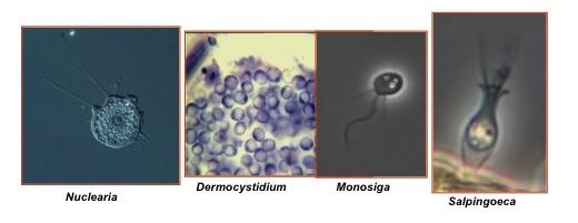 Reino Protista: Ejemplos del Reino Protista segun su taxonomia