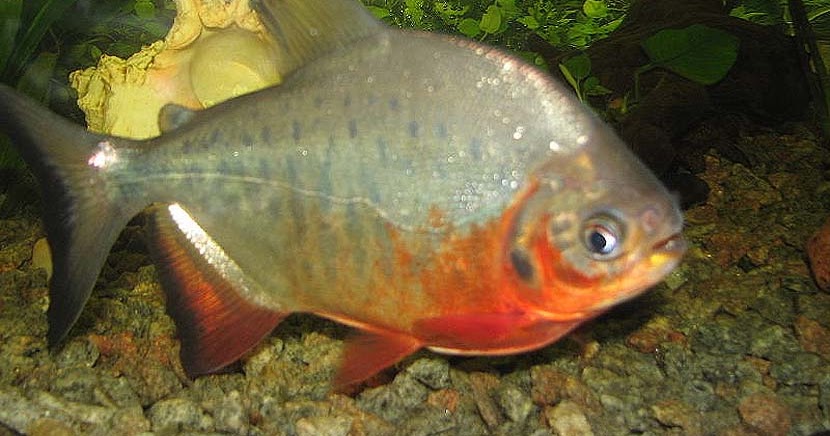 VENEZUELA, TIERRA INDOMABLE!: Morocoto Diamante de Rio!