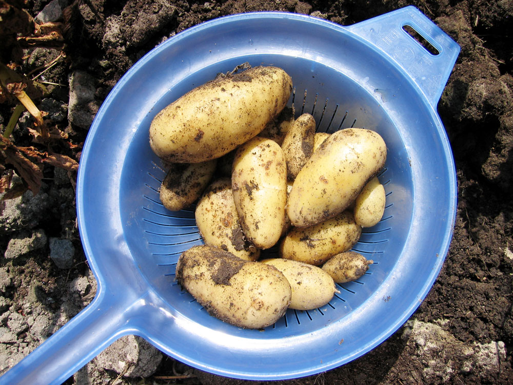 Lindas trädgårdsblogg: Älskade potatis och kära tomater