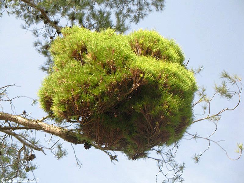 Future is written in green: Candidatus Phytoplasma pini, it makes ...