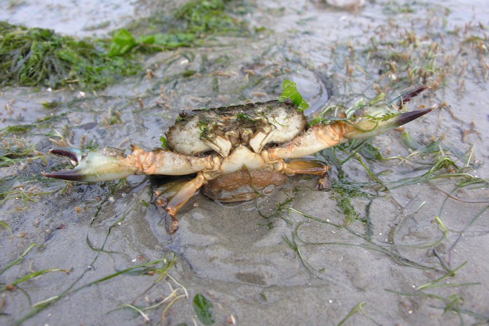 Singapore Wild Animals: Crabs