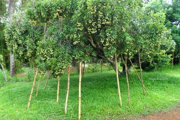 Fruit Trees - Home Gardening Apple, Cherry, Pear, Plum: Lychee Fruit ...