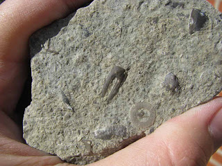 Views of the Mahantango: Hypodicranotus striatulus trilobite hypostome ...