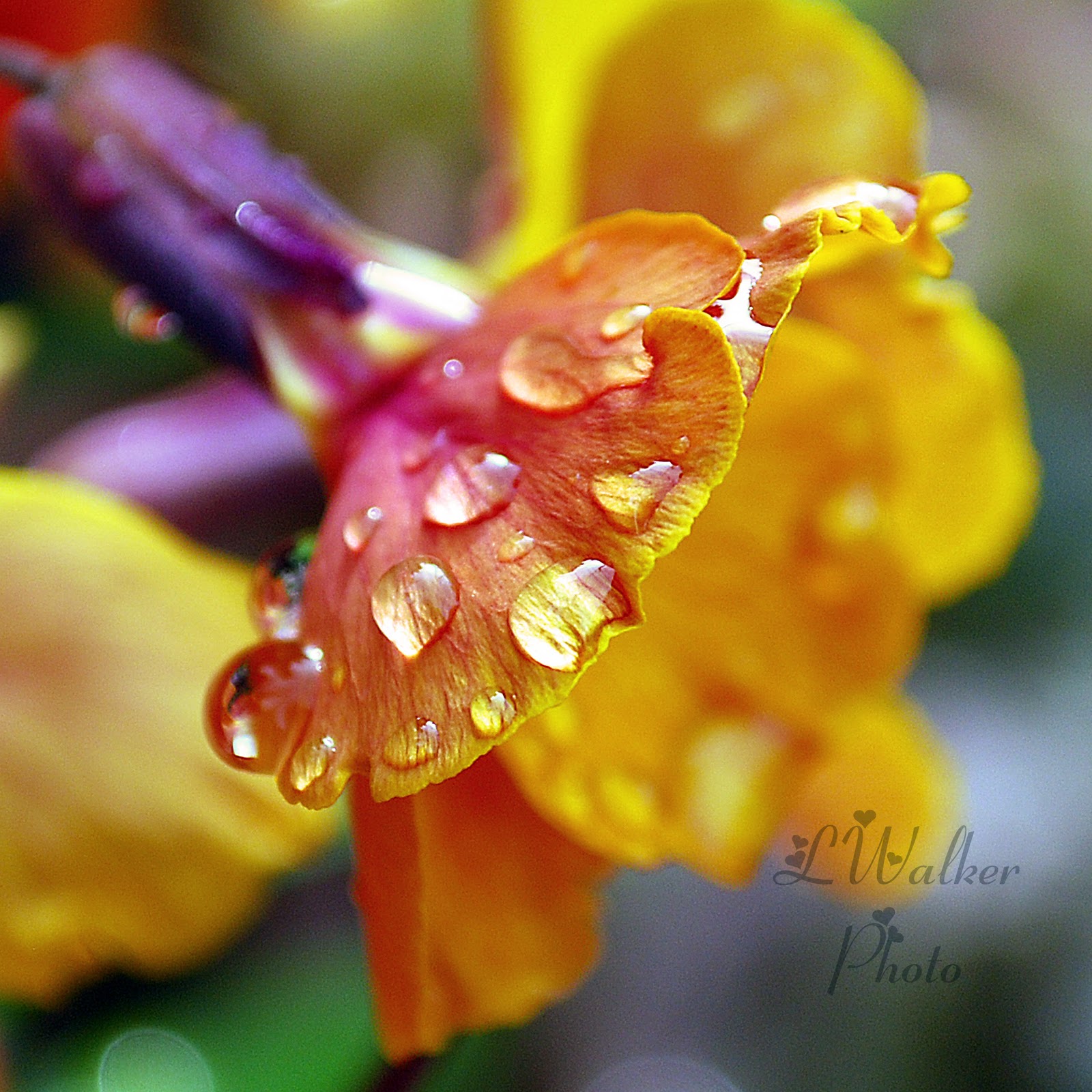 Dew Drops: Today's Flowers