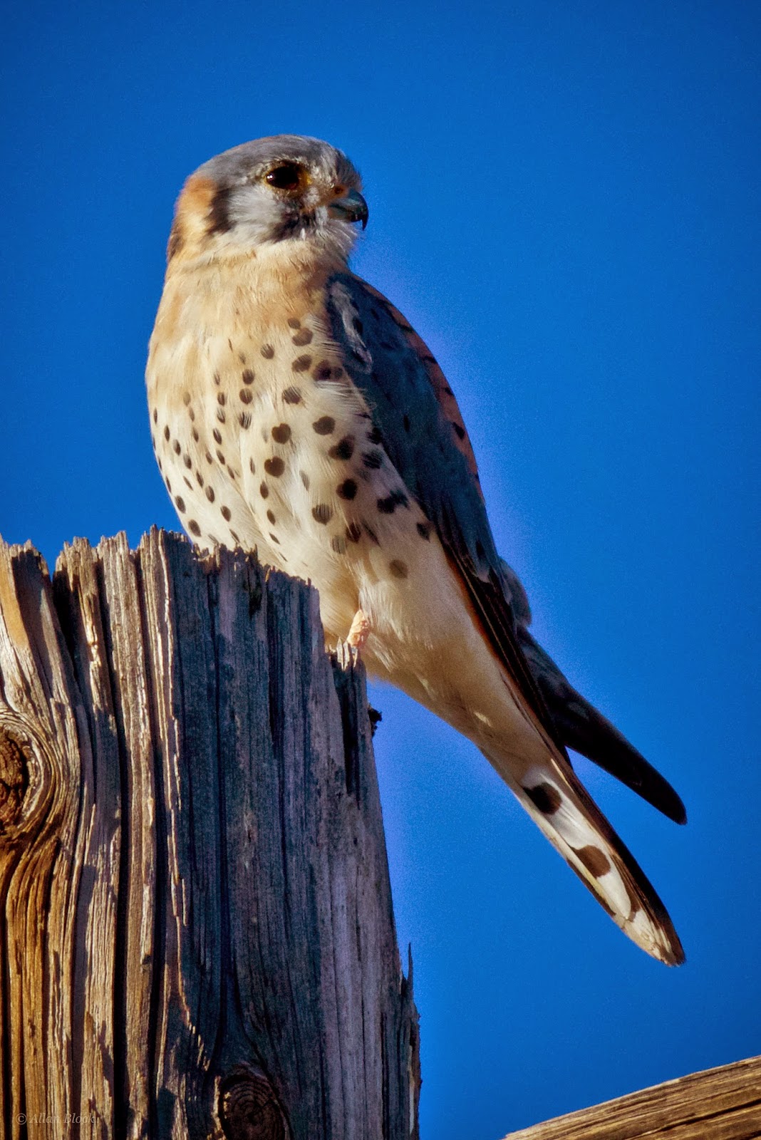 Feather Tailed Stories: American Kestrel